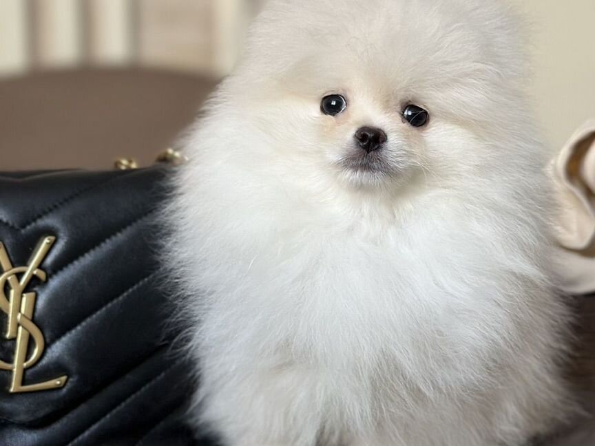 Померанский шпиц мини девочка