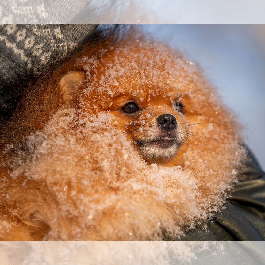 Померанский шпиц, щенок