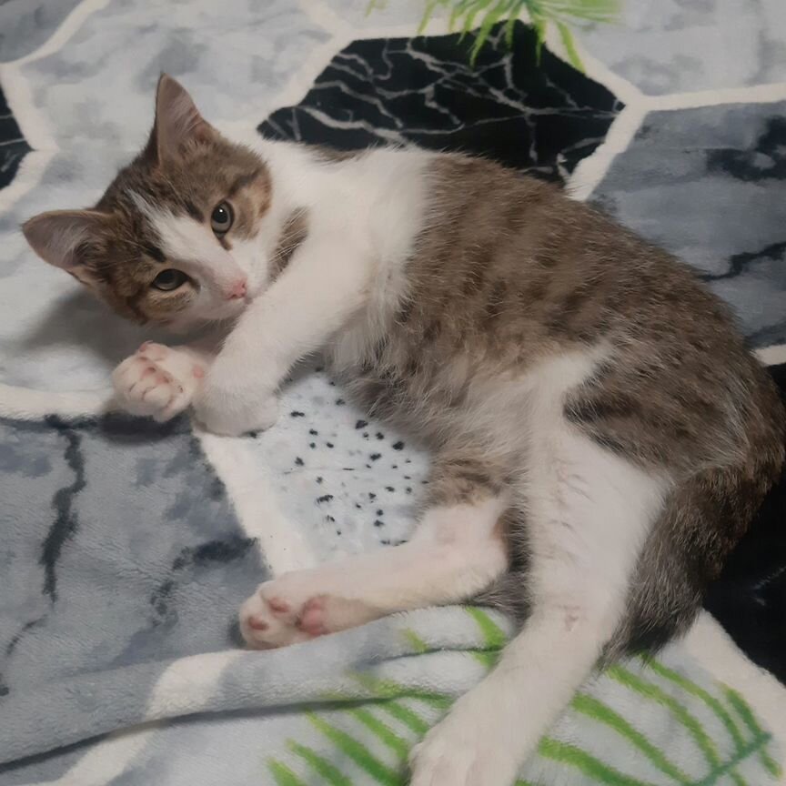 Котёнок мальчик в добрые руки