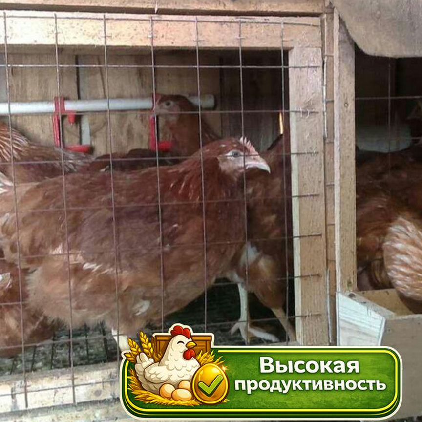Куры несушки с доставкой