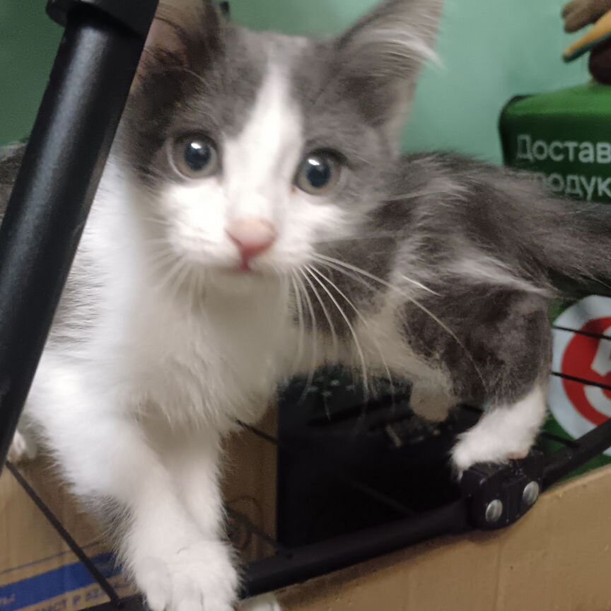 Котёнок в добрые руки