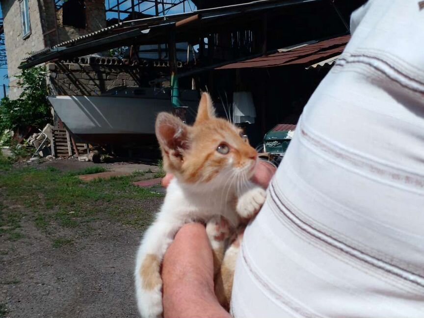 Сиротинушка в добрые руки