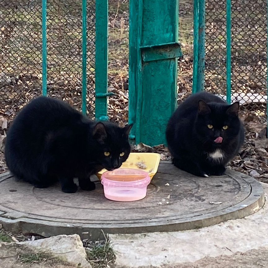 Кошки котики подростки очень нужен дом