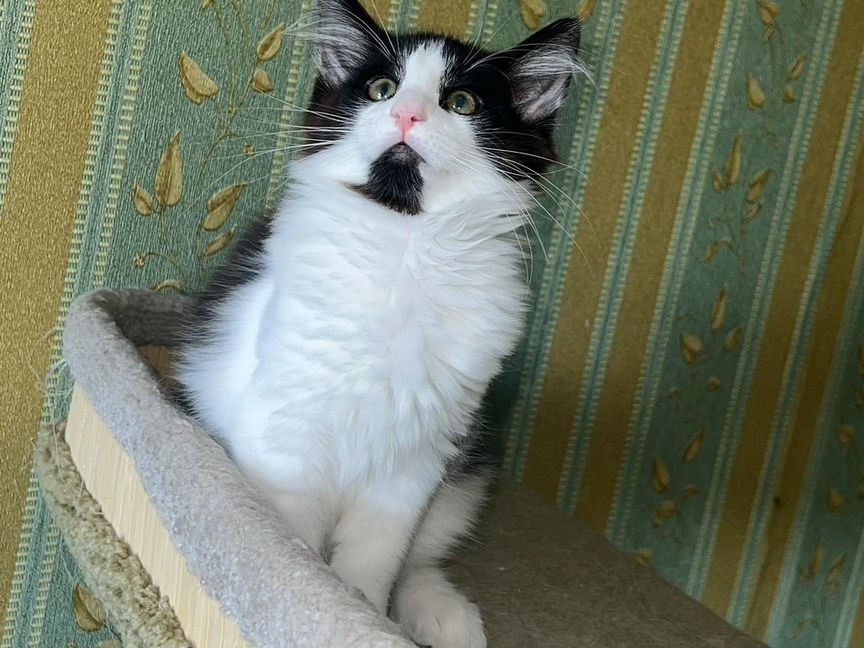 Котята норвежская лесная