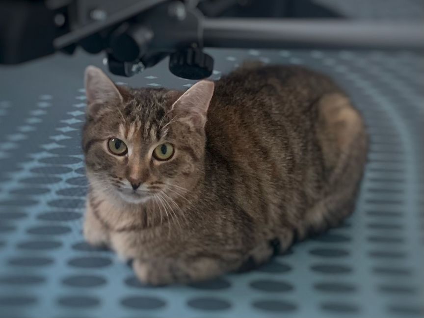 Котики ищут дом