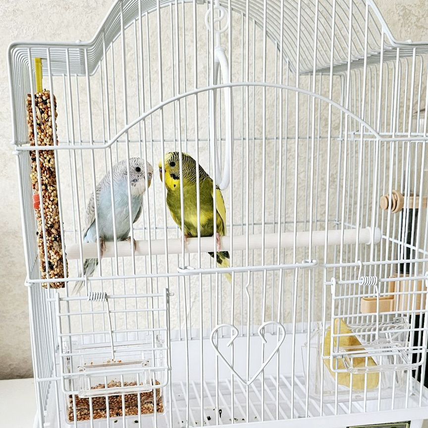 Волнистый попугай