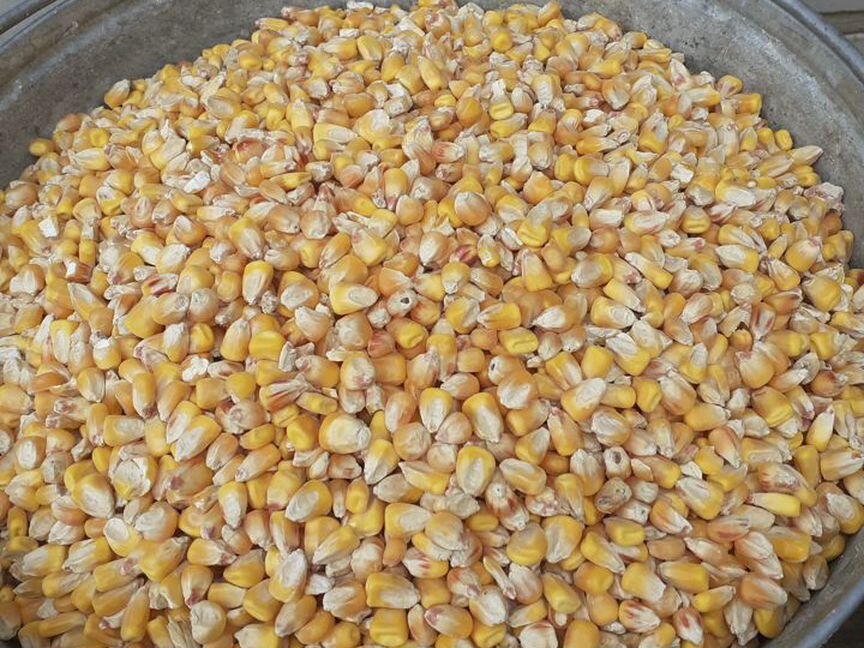 Продажа зерна