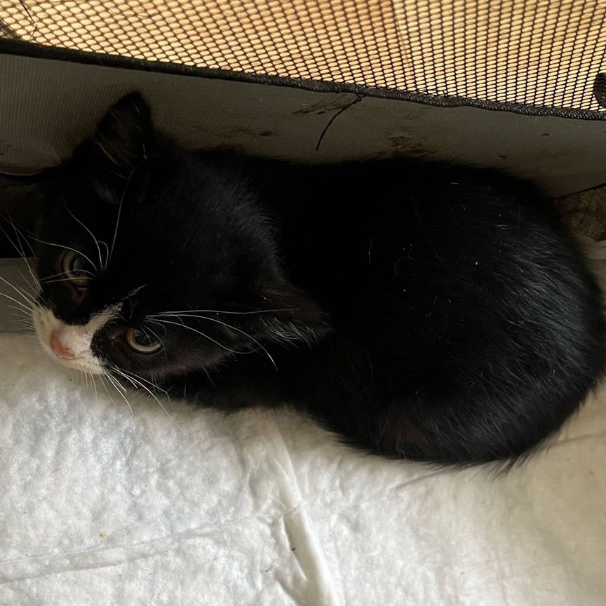 Котёнок в добрые руки