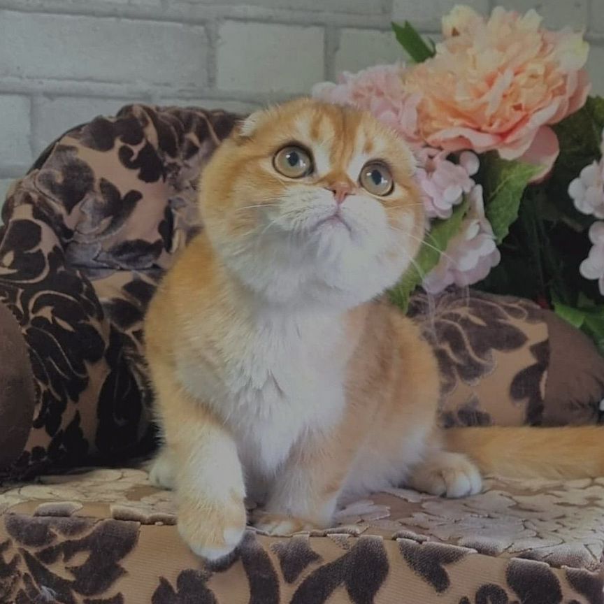 Шотландский Скоттиш Фолд SFS nv12