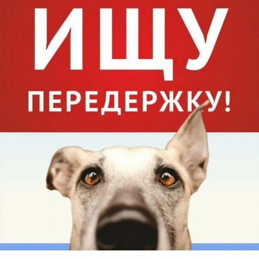 Нужна передержка для собак