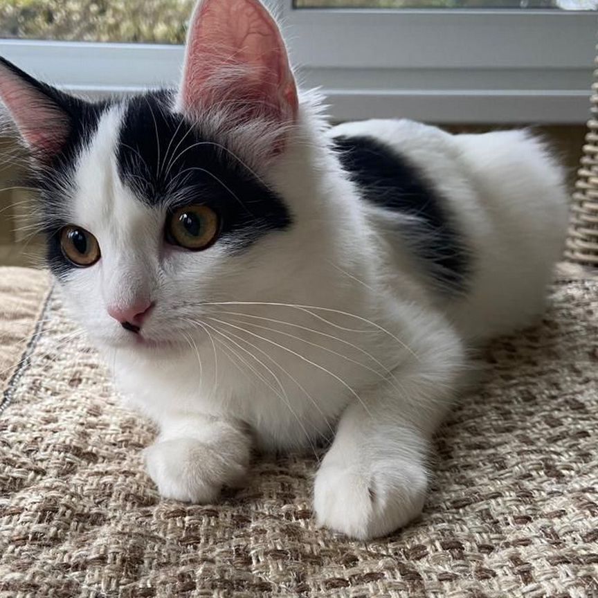 Котёнок в добрые руки