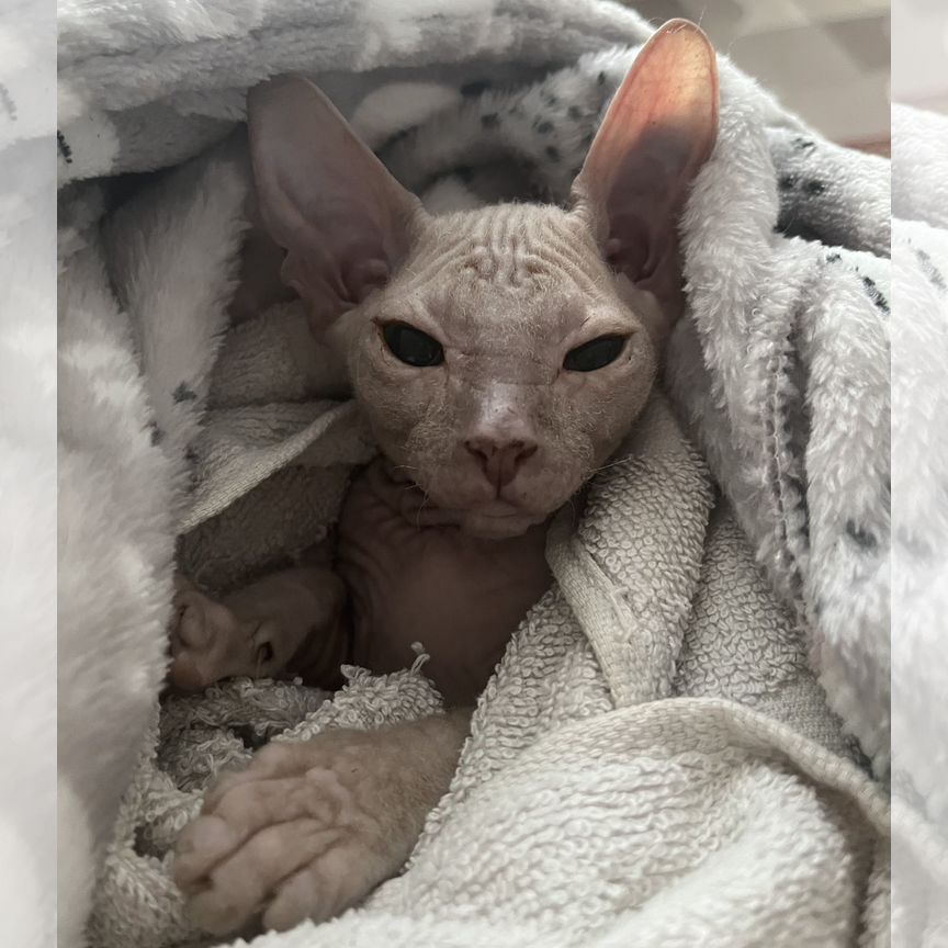 Канадский сфинкс котёнок