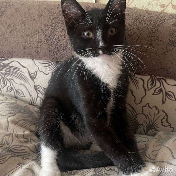 Настоящий "кот учёный" (котенок)
