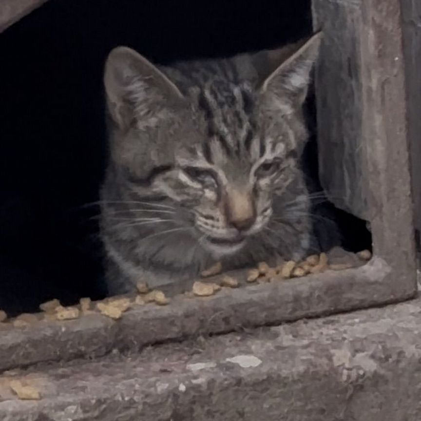 Котята в беде