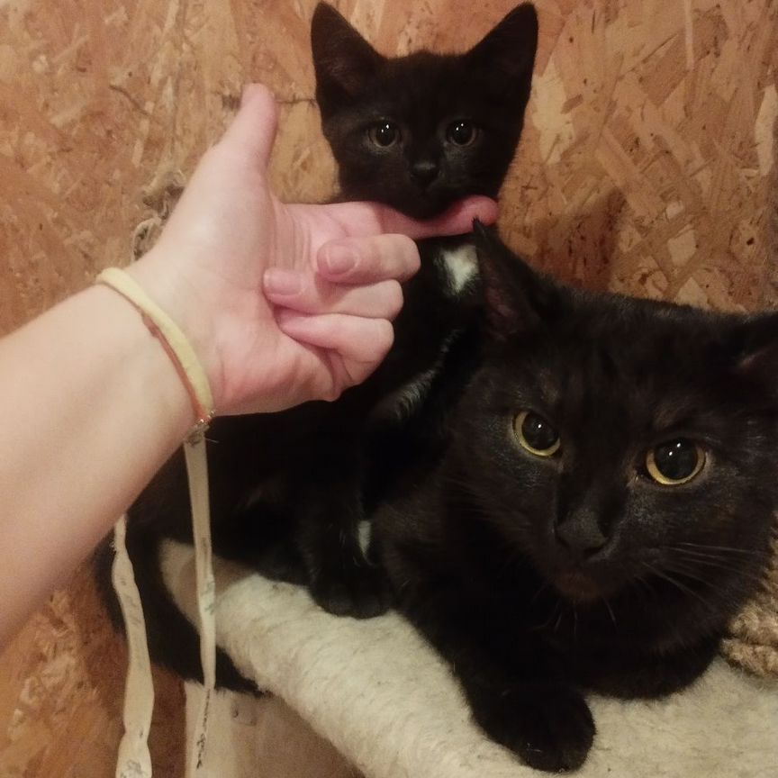 Кошечка, 2 мес