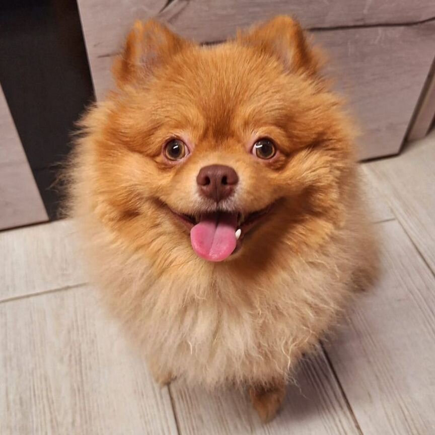 Вязка шпица