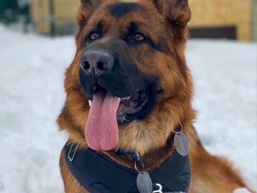 Овчарка для различных мероприятий