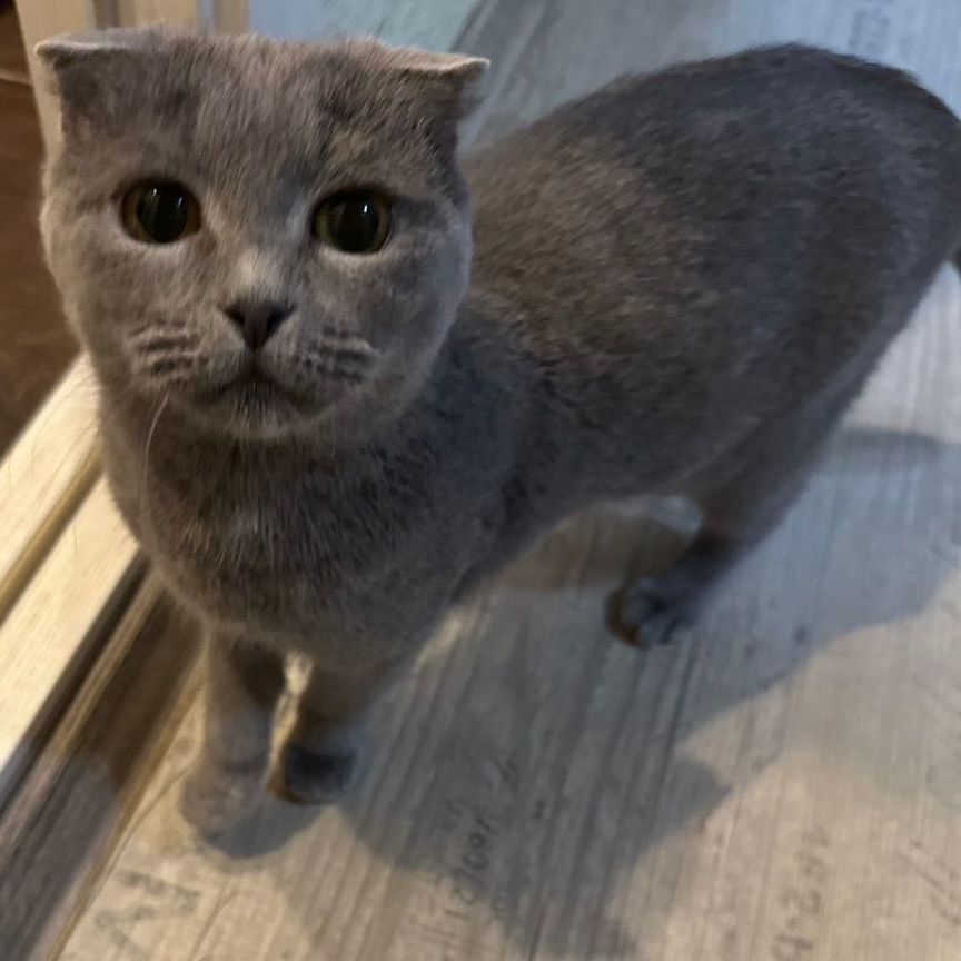 Шотландский вислоухий короткошёрстный котёнок