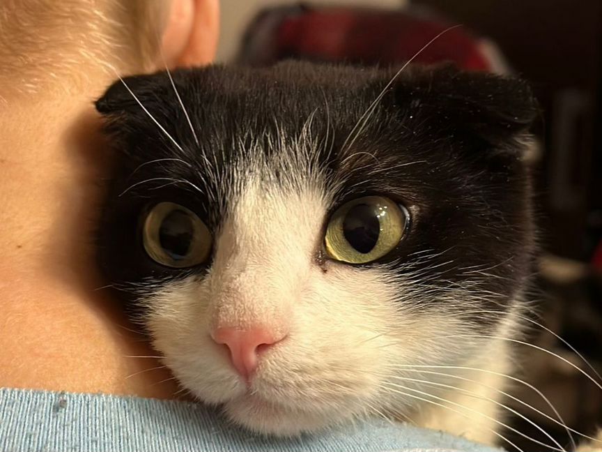 Нежнейший кот в добрые руки