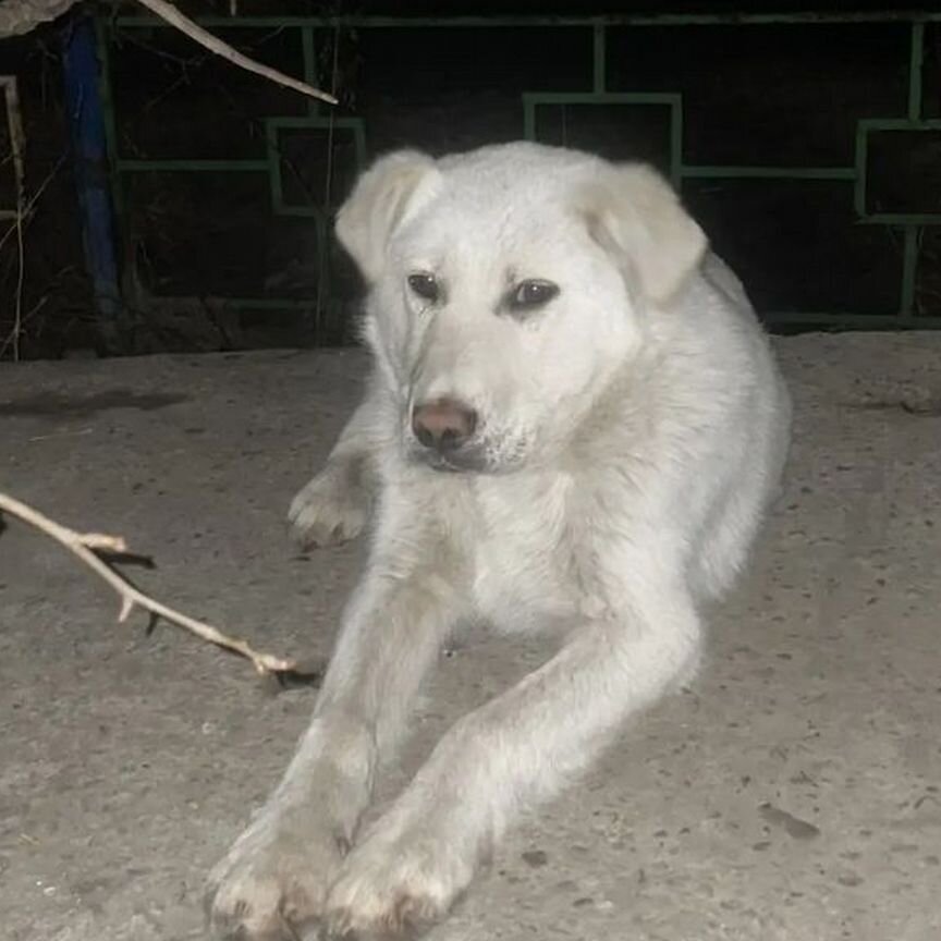 Щенок в добрые руки