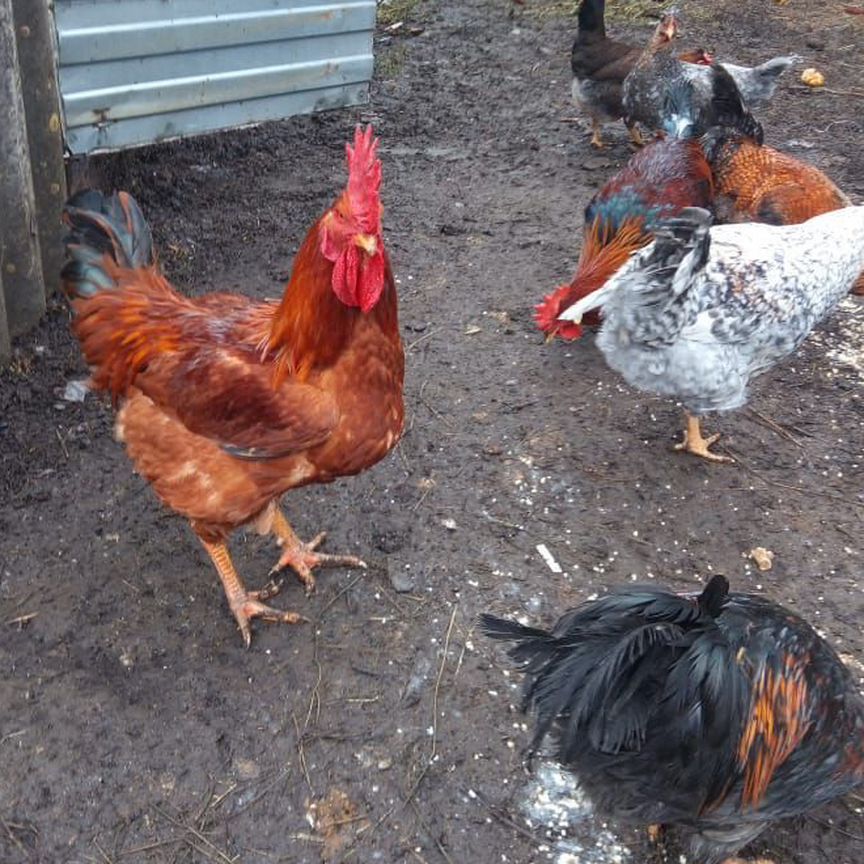 Петушки молодые