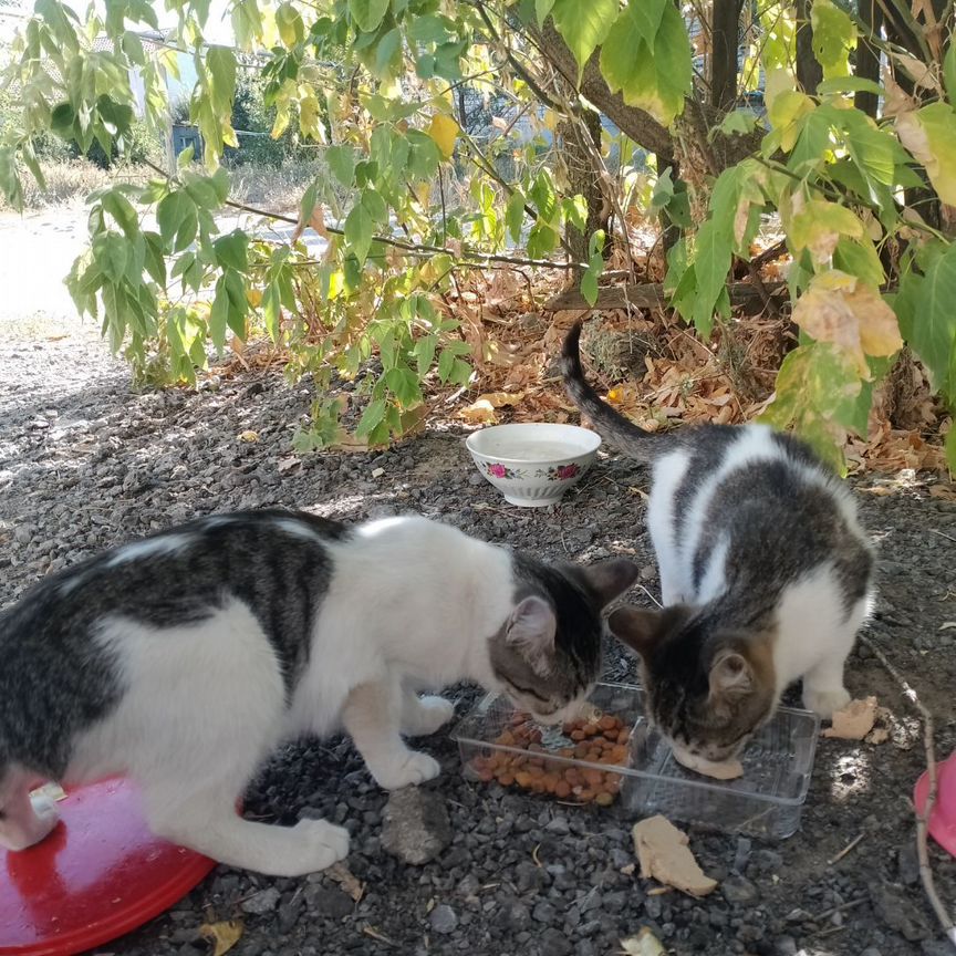 Котята сиротки