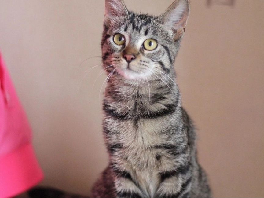 Красавица Рыська в поисках дома