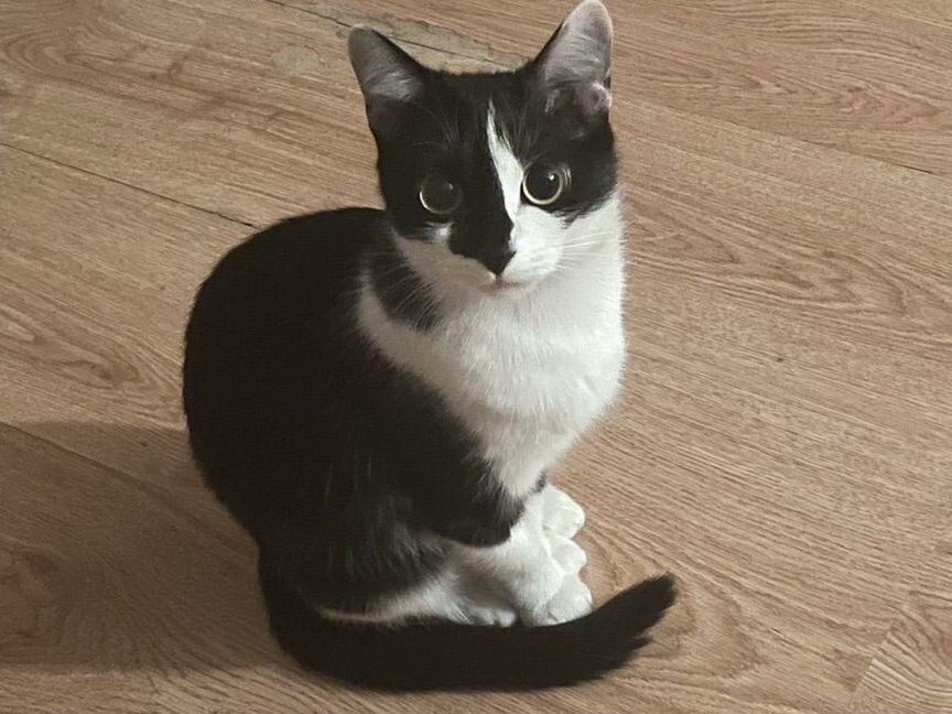 Кошка бесплатно