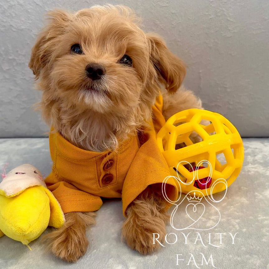 Мини мальчик мальтипу ф1 Royalty Fam Lovvelace