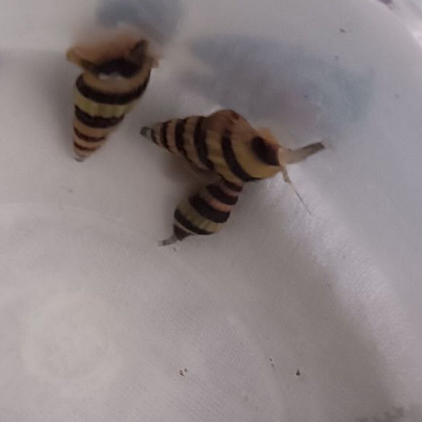 Улитки хилена