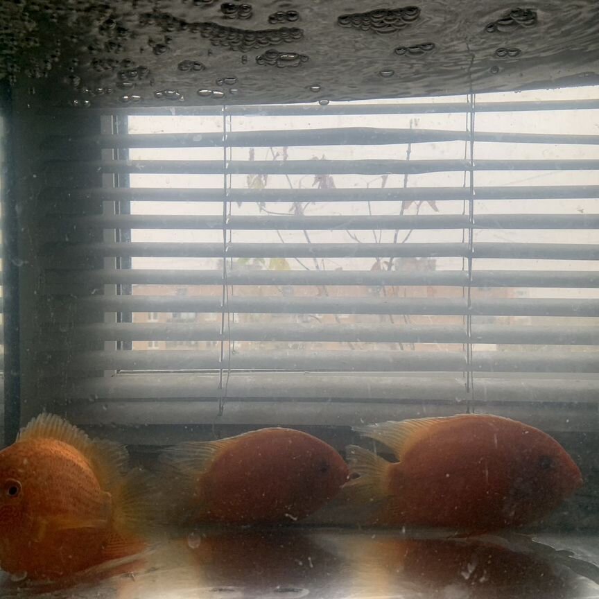 Северумы красный жемчуг 3+1