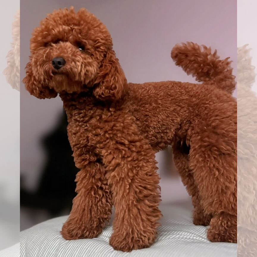 Той-пудель, щенок