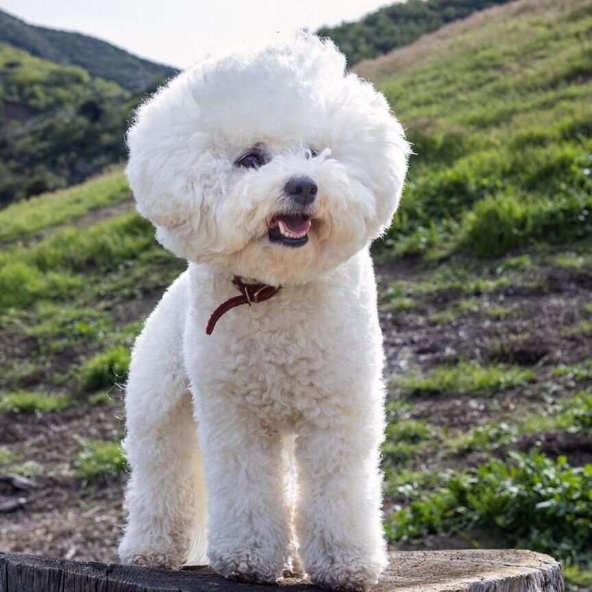 Бишон фризе, взрослый пёс