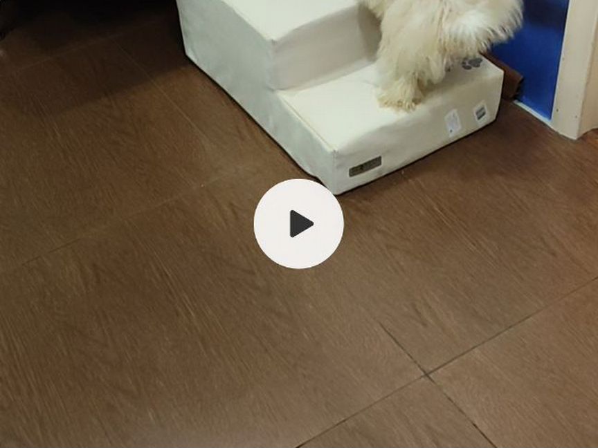 Лестница для маленьких собак