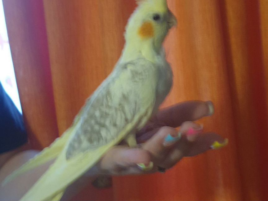 Попугайчики карелла