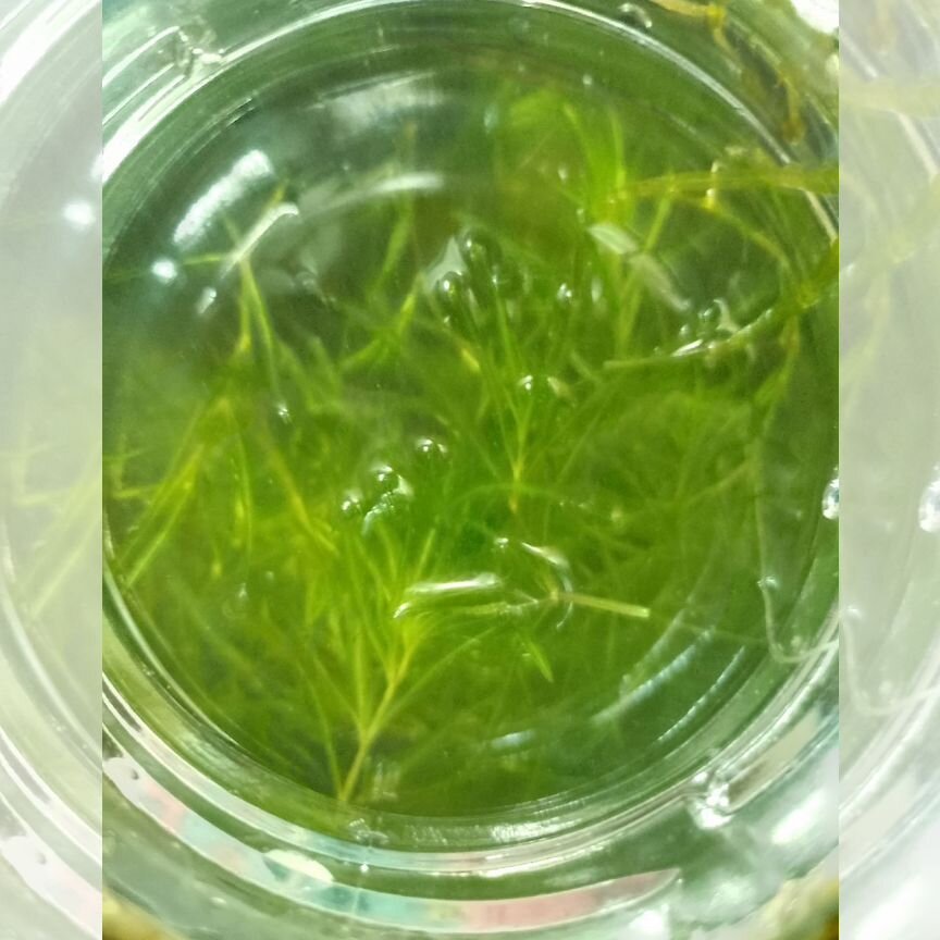 Аквариумная прополка