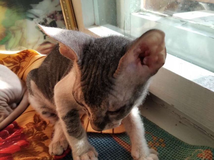 Донской сфинкс котята