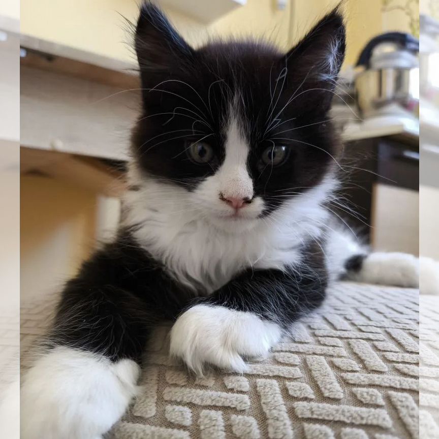 Мейн-кун котёнок