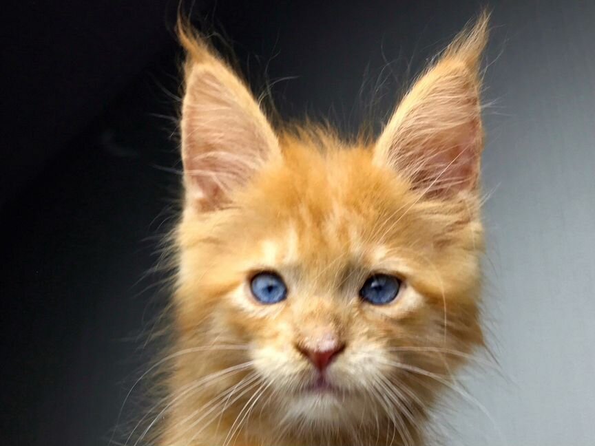 Эксклюзивный Мейн-кун с голубыми глазами