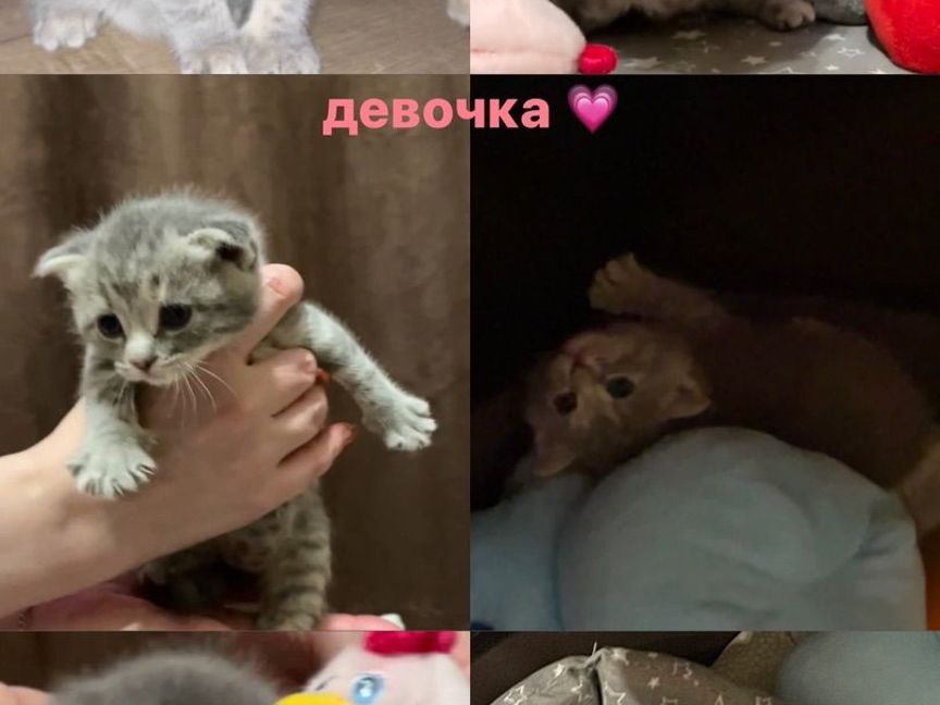 Отдам в хорошие руки замечательных котят