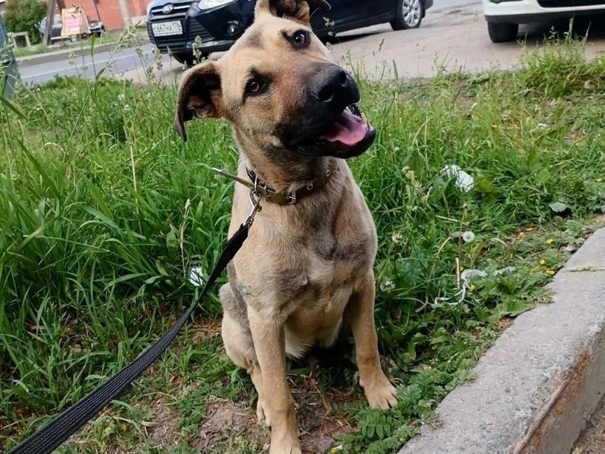 Пес метис бойцовой породы Сириус ищет дом