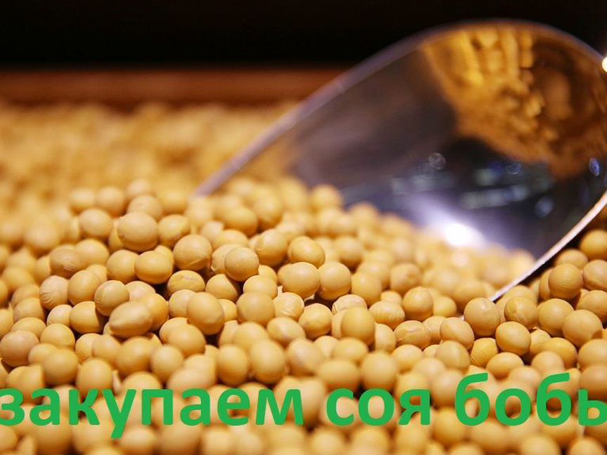 Соя бобы