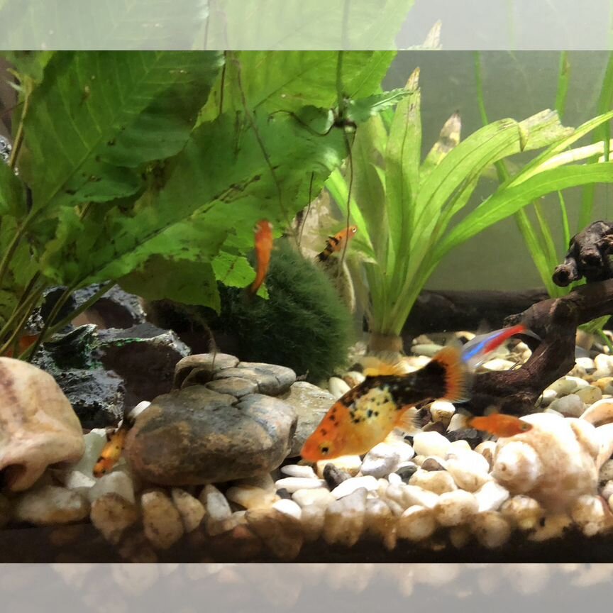 Аквариумные рыбки пицилии примерно 15 шт