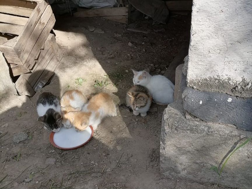 Котята в добрые руки бесплатно
