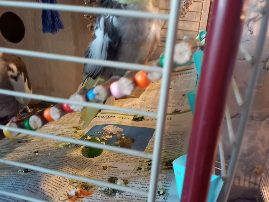 Попугай карелла птенцы