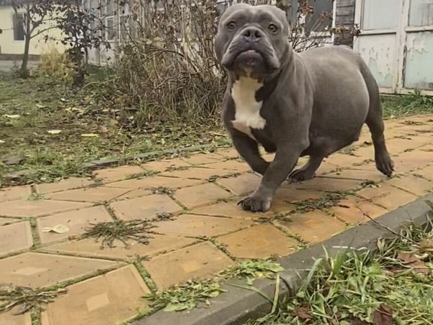 Американский булли на условиях