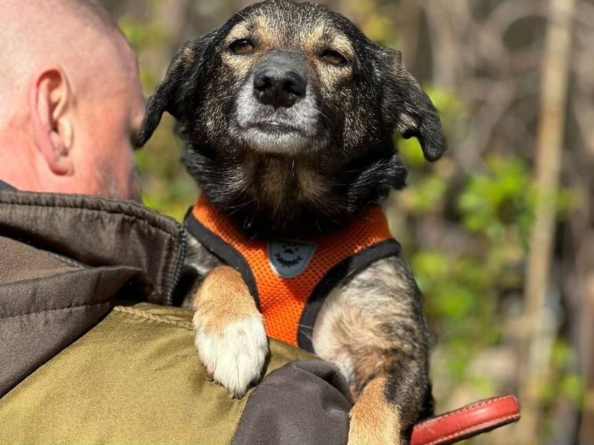 Маленькая собака в добрые руки бесплатно