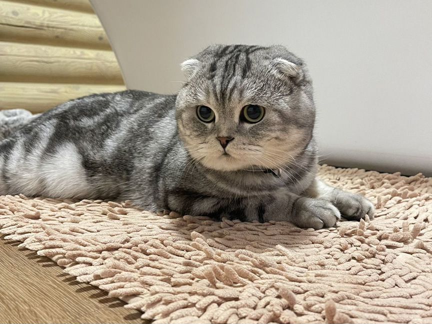 Шотландский кот на вязку