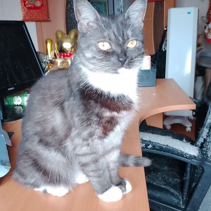 Чудная кошечка