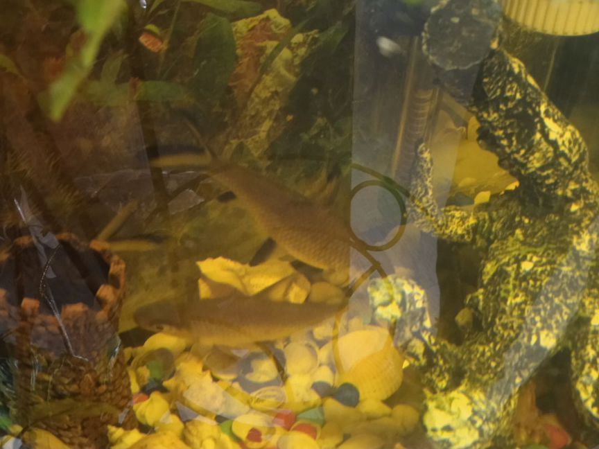 Аквариум угловой с тумбой на 60 литров с рыбами